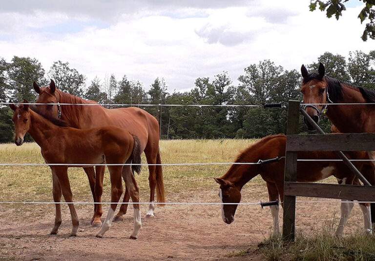 Kdy a kde se poprvé objevil kůň domácí? Na výzkumu jeho původu se ...